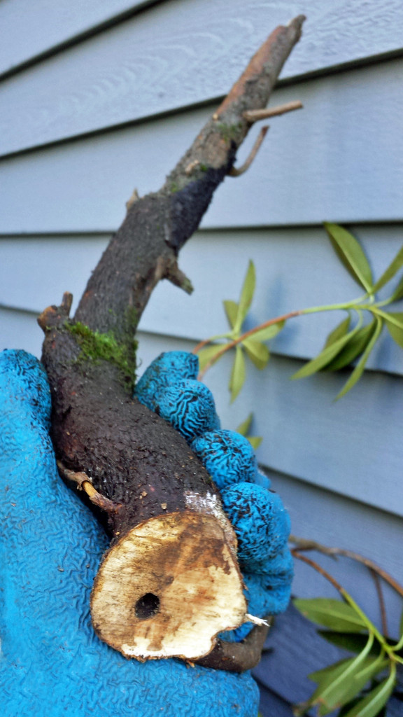 Why Are My Rhododendron Branches Dying? | GARDEN-911: HEALTHY HABITATS ...