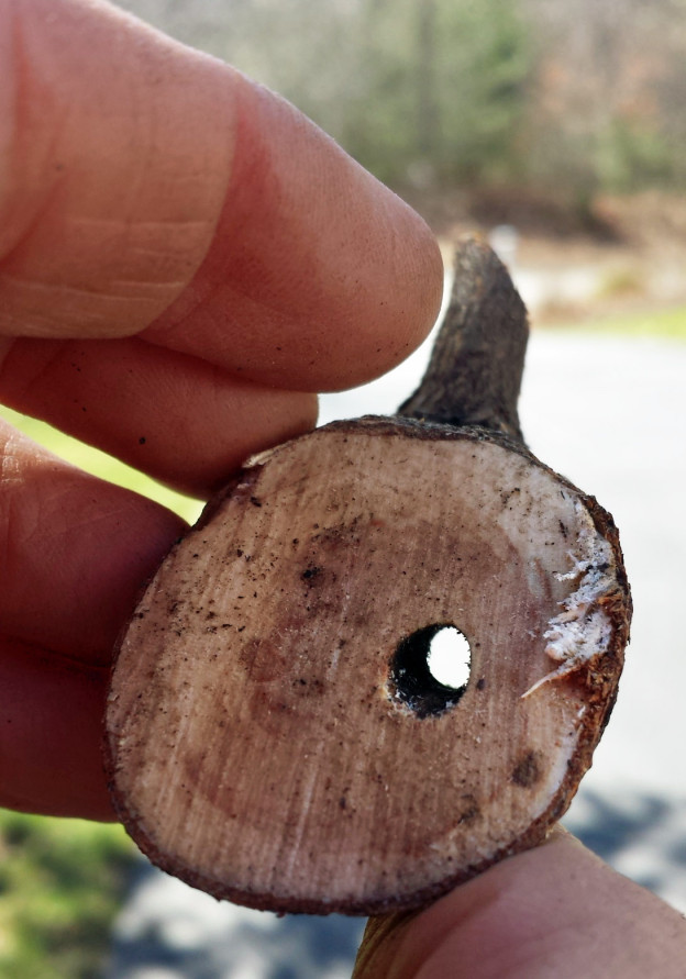 Why Are My Rhododendron Branches Dying? | GARDEN-911: HEALTHY HABITATS ...