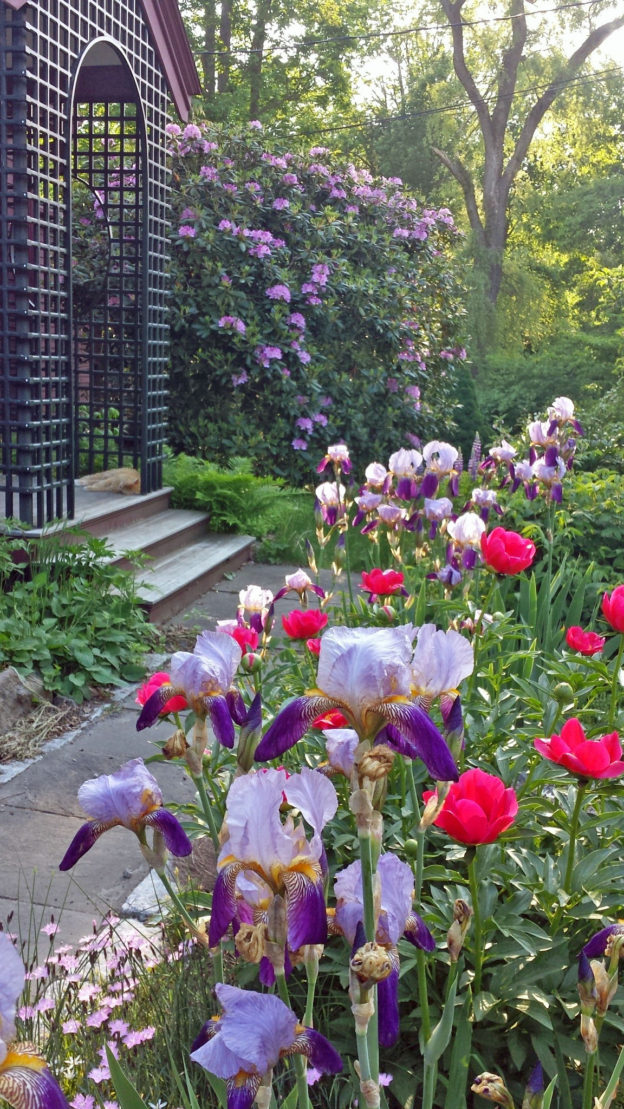 Peonies | GARDEN-911: HEALTHY HABITATS for KIDS, BIRDS, PETS & POLLINATORS